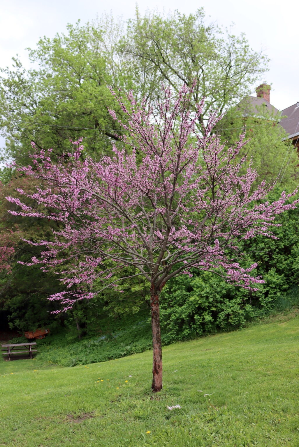 Foraging Eastern Redbud (Cercis canadensis) — Practical Self Reliance