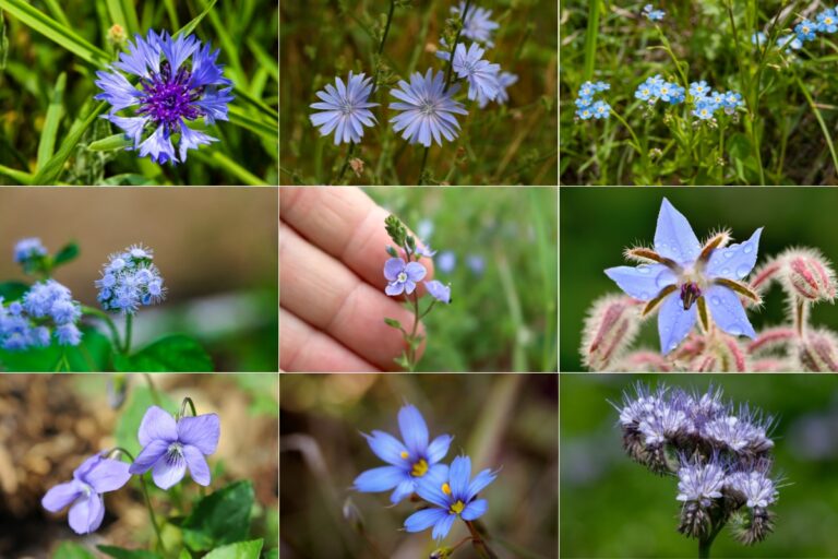 30+ Weeds with Blue Flowers (Identification Guide) — Practical Self ...