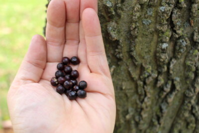 Foraging Hackberries (Celtis occidentalis) — Practical Self Reliance