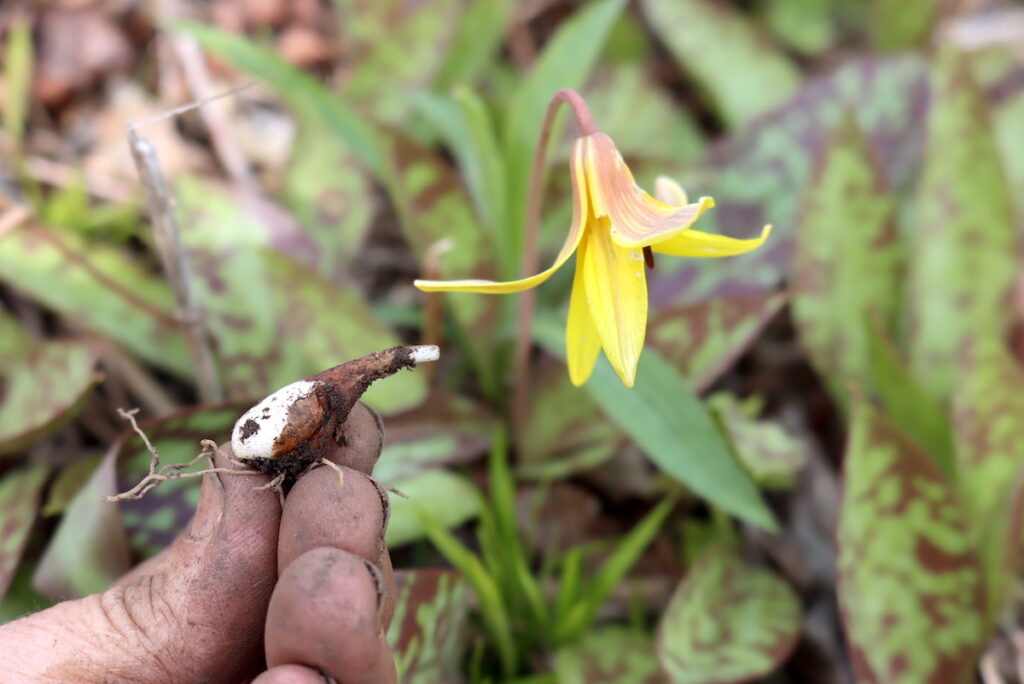Foraging Trout Lily (Erythronium sp.) — Practical Self Reliance