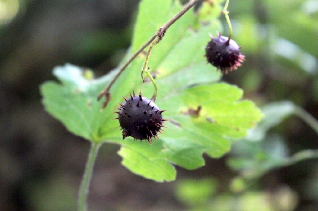 Foraging Wild Gooseberries (Ribes sp.) — Practical Self Reliance