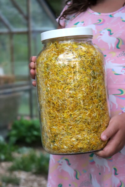 Dandelion Mead — Practical Self Reliance