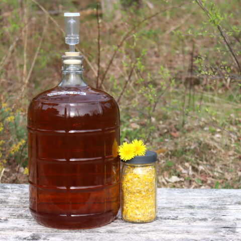 Dandelion Mead — Practical Self Reliance