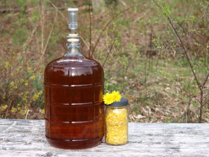 Dandelion Wine Recipe — Practical Self Reliance