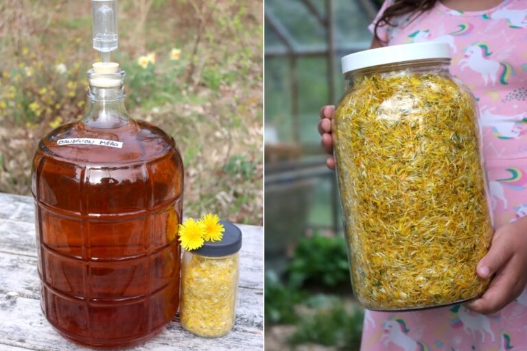 Dandelion Mead — Practical Self Reliance