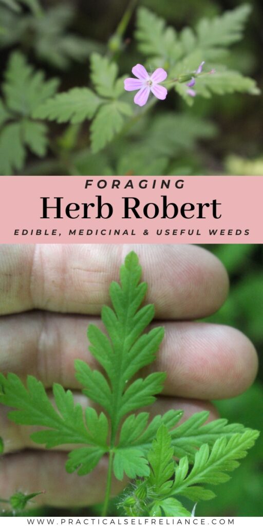 Foraging Herb Robert (Geranium robertianum) — Practical Self Reliance