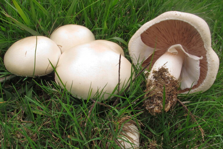 Foraging Agaricus Mushrooms (Agaricus sp.) — Practical Self Reliance