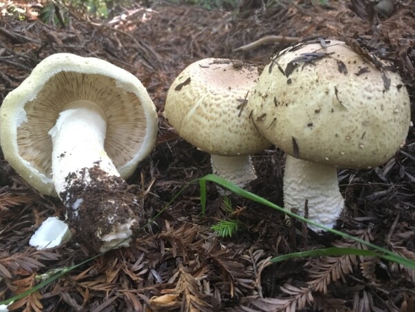 Foraging Agaricus Mushrooms (Agaricus sp.) — Practical Self Reliance