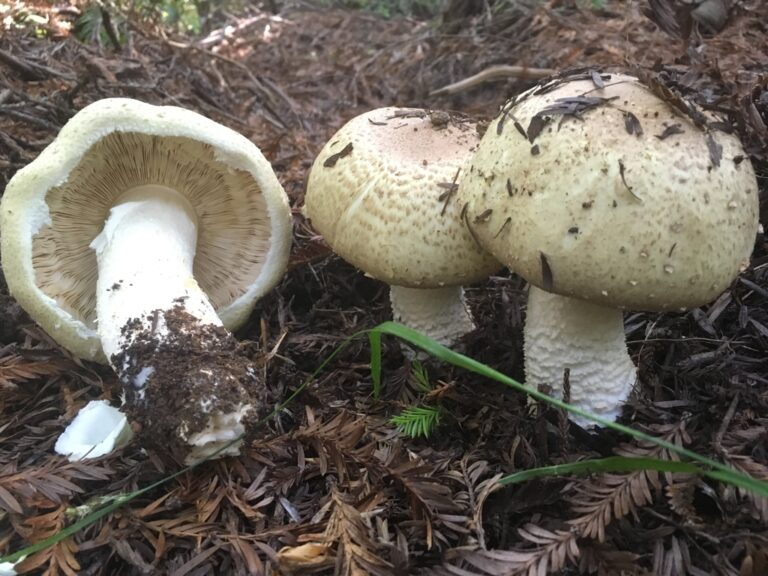 Foraging Agaricus Mushrooms (Agaricus sp.) — Practical Self Reliance
