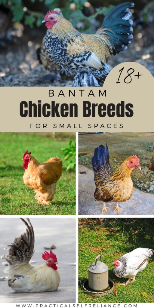 18+ Bantam Chicken Breeds for Small Spaces — Practical Self Reliance