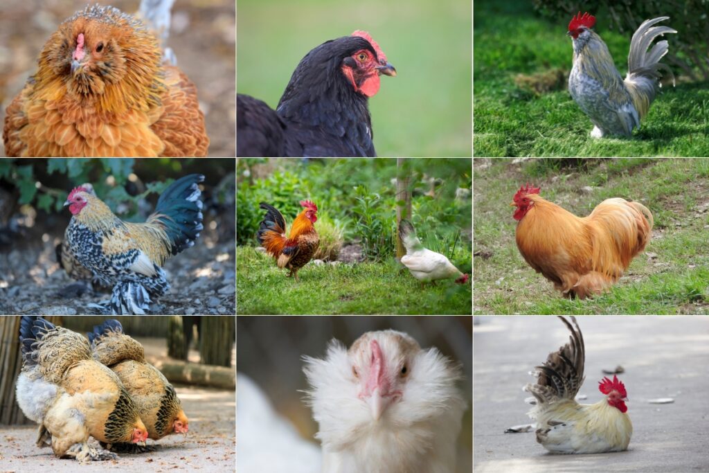 18+ Bantam Chicken Breeds for Small Spaces — Practical Self Reliance