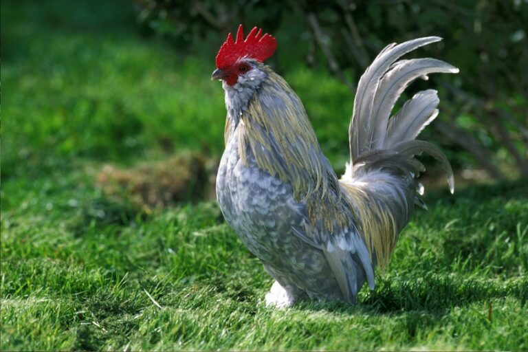 18+ Bantam Chicken Breeds for Small Spaces — Practical Self Reliance