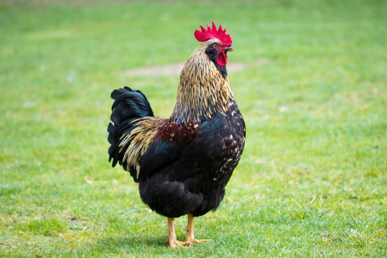 50+ Chicken Breeds from A to Z (& How to Choose) — Practical Self Reliance