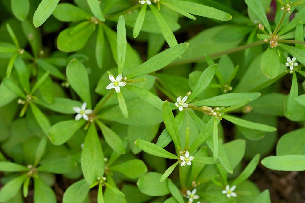 40+ Weeds with White Flowers (Identification Guide) — Practical Self ...