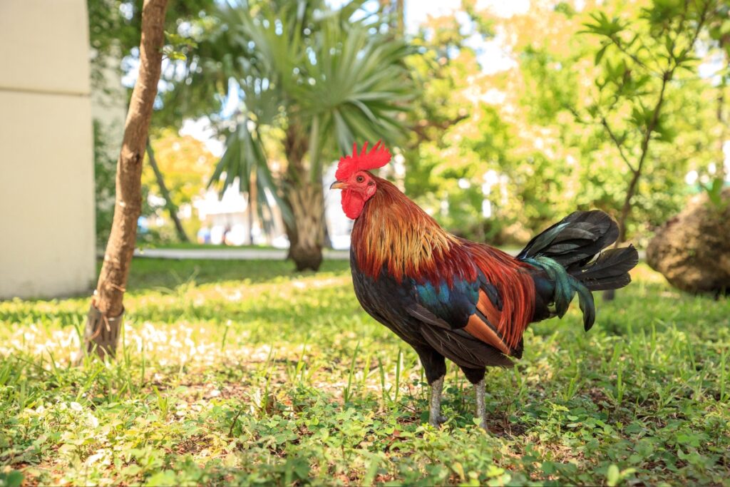 16+ Heat Tolerant Chicken Breeds — Practical Self Reliance