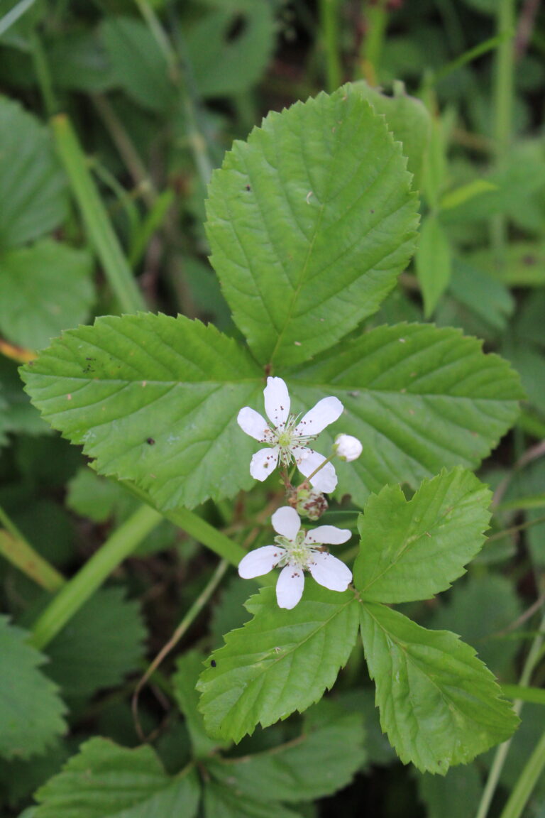 Foraging for Northern Dewberry (Rubus flagellaris) — Practical Self ...