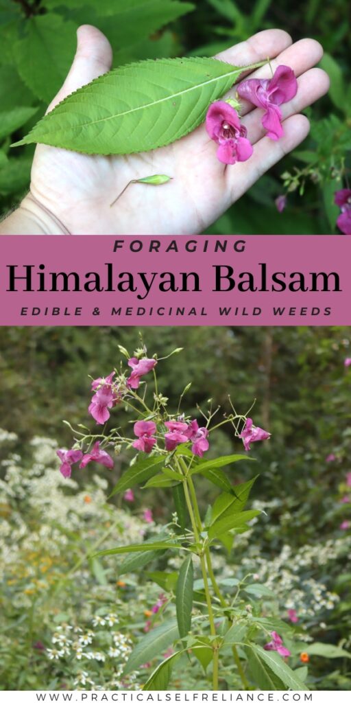 Foraging Himalayan Balsam (Impatiens glandulifera) — Practical Self ...