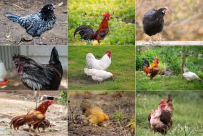 16+ Heat Tolerant Chicken Breeds — Practical Self Reliance