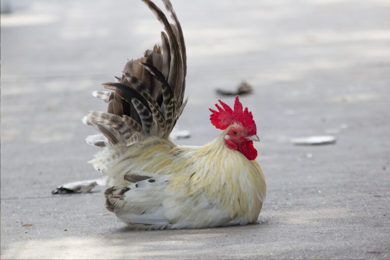 18+ Bantam Chicken Breeds for Small Spaces — Practical Self Reliance