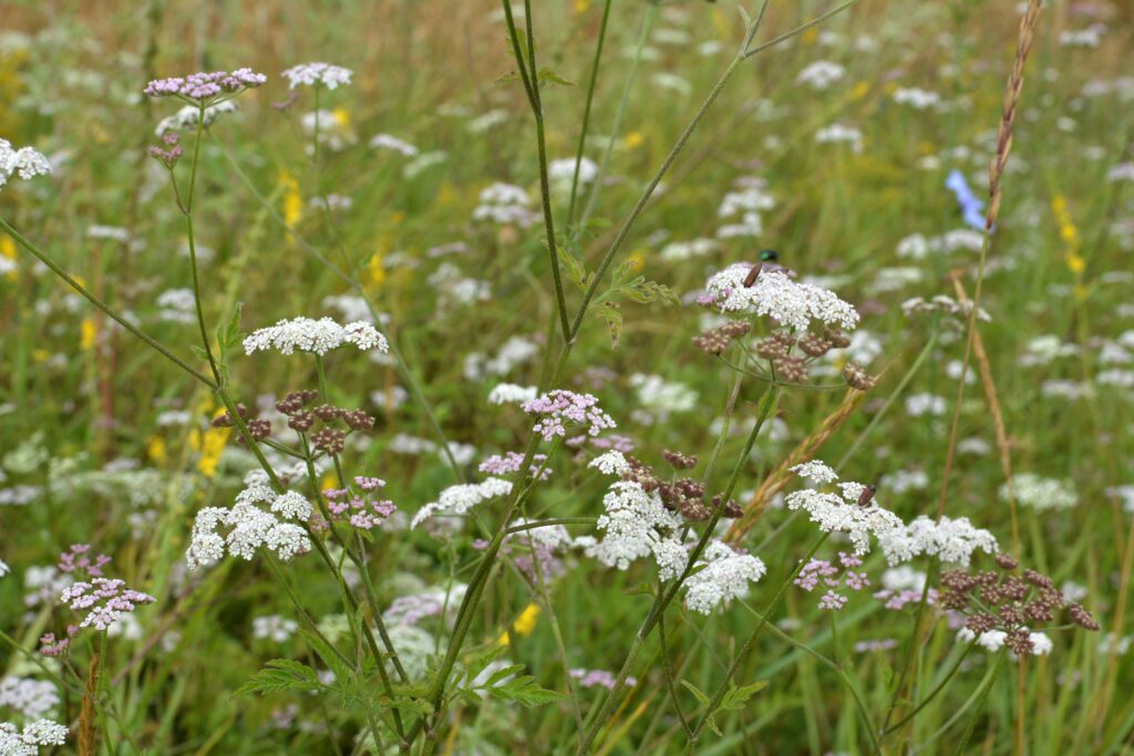 40+ Weeds with White Flowers (Identification Guide) — Practical Self ...