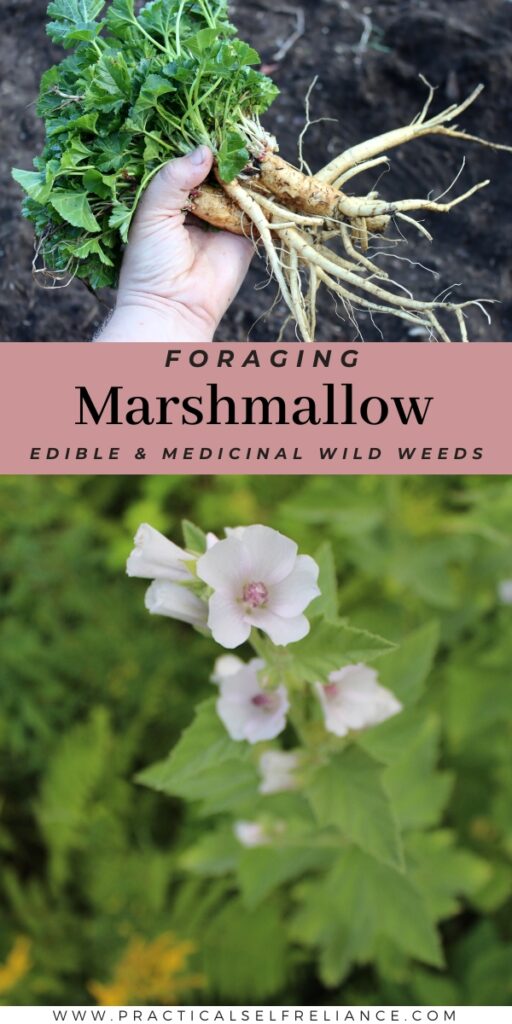Foraging Marshmallow (Althea sp.) — Practical Self Reliance