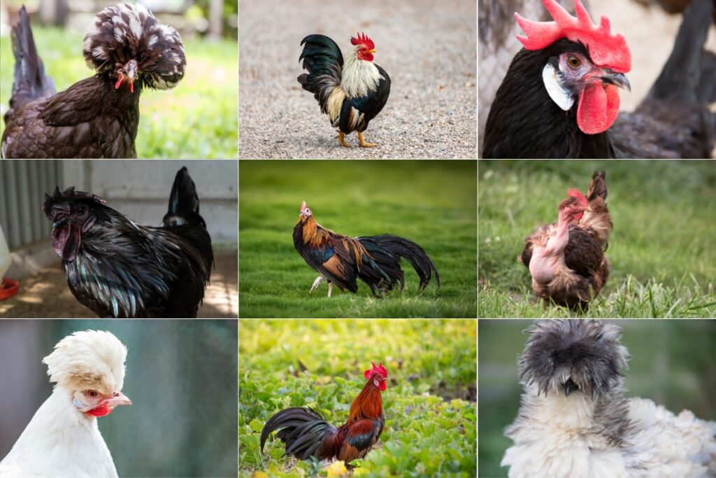 20+ Ornamental Chicken Breeds — Practical Self Reliance