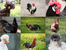 10+ Best Dual Purpose Chicken Breeds (Eggs & Meat) — Practical Self ...