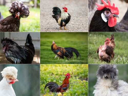 24+ Best Broody Chicken Breeds for Hatching Eggs — Practical Self Reliance