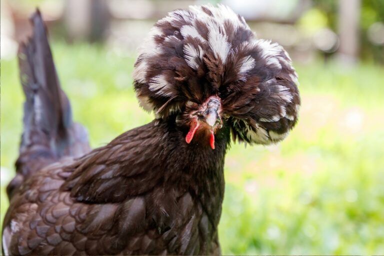 20+ Ornamental Chicken Breeds — Practical Self Reliance