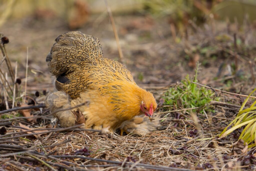 16+ Heat Tolerant Chicken Breeds — Practical Self Reliance