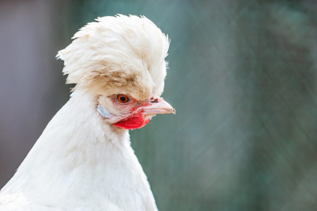 20+ Ornamental Chicken Breeds — Practical Self Reliance