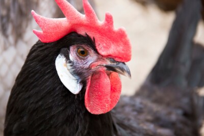 16+ Heat Tolerant Chicken Breeds — Practical Self Reliance