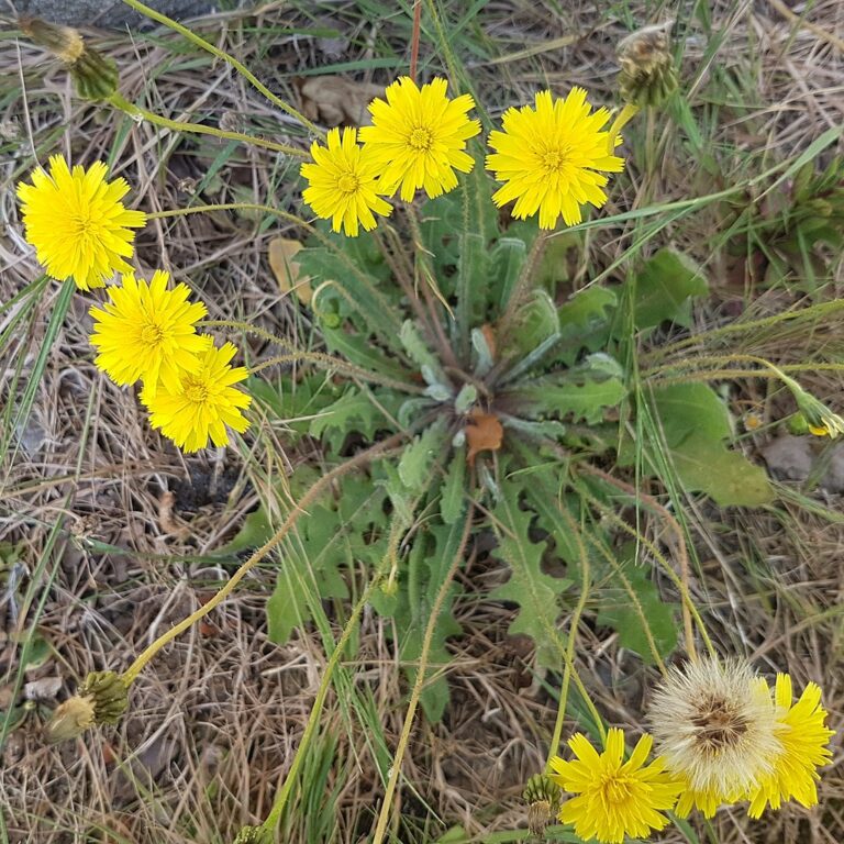 Identifying Dandelions (& Avoiding 12+ Look-Alikes) — Practical Self ...