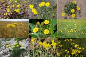 Identifying Dandelions (& Avoiding 12+ Look-Alikes) — Practical Self ...