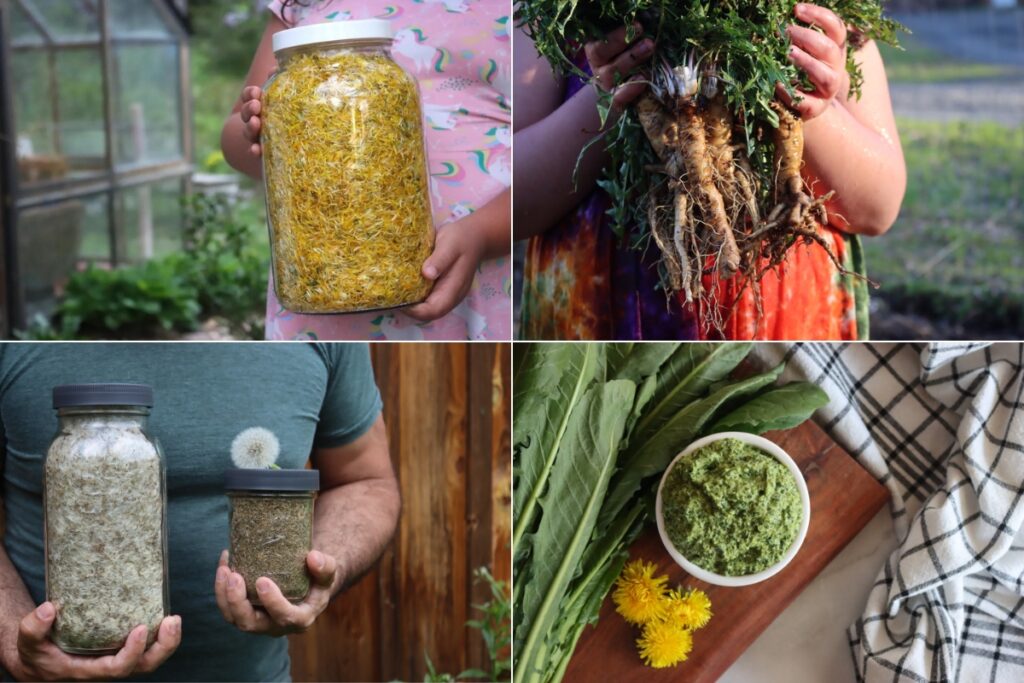 Identifying Dandelions (& Avoiding 12+ Look-Alikes) — Practical Self ...