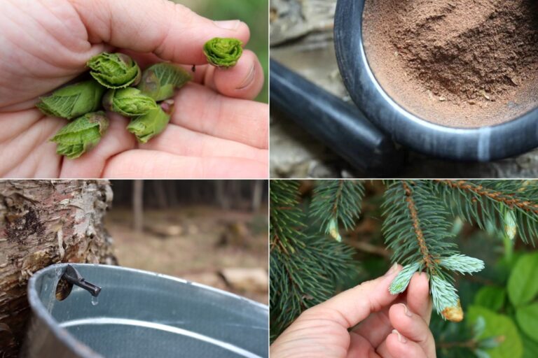 100+ Things to Forage in Spring (Beyond the Basics) — Practical Self ...
