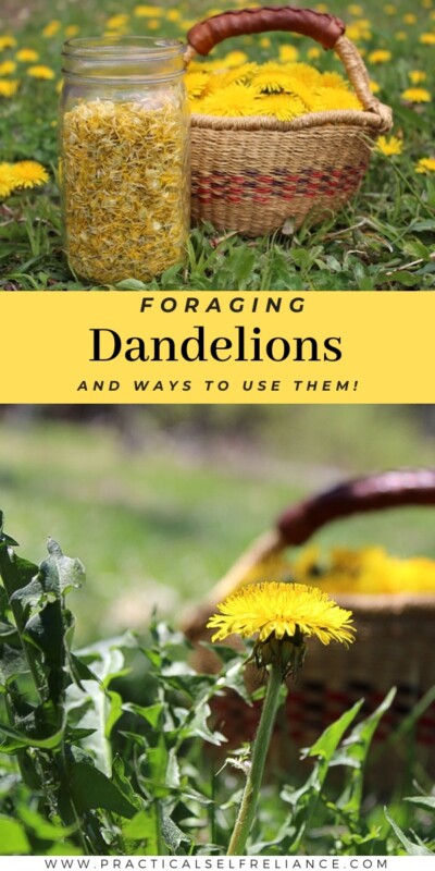 Foraging Dandelions (& Ways to Use Them) — Practical Self Reliance