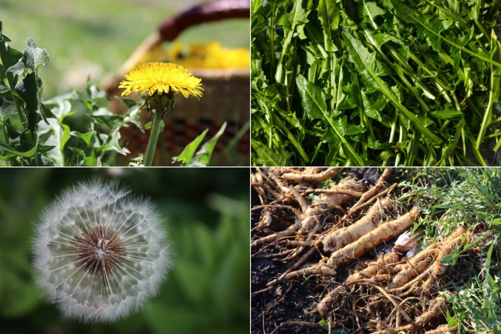 Foraging Dandelions (& Ways to Use Them) — Practical Self Reliance