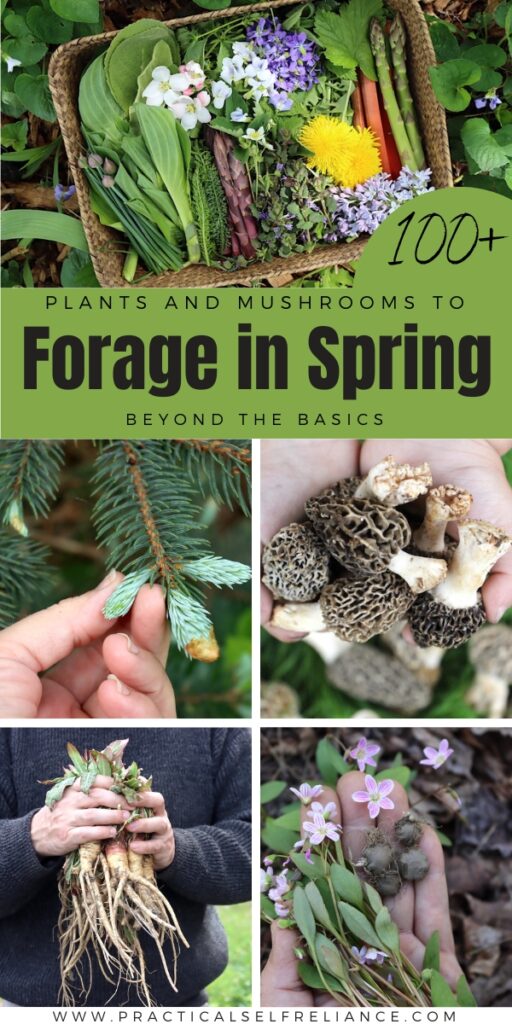100+ Things to Forage in Spring (Beyond the Basics) — Practical Self ...