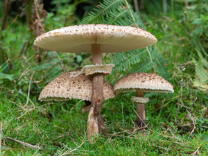 Foraging For Russula Mushrooms (Russula sp.) — Practical Self Reliance