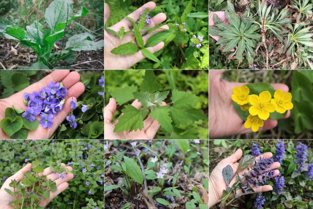 100+ Things to Forage in Spring (Beyond the Basics) — Practical Self ...