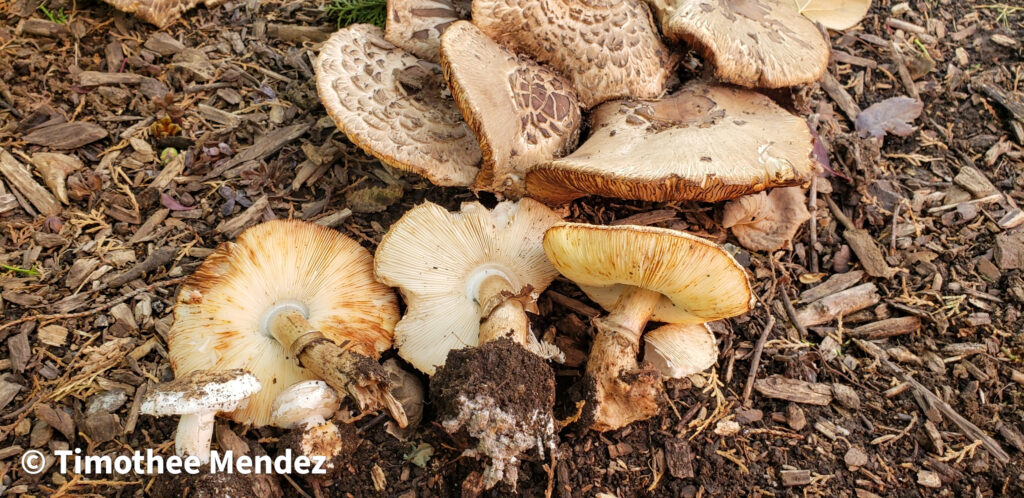 Foraging Parasol Mushrooms (Macrolepiota & Chlorophyllum Sp ...