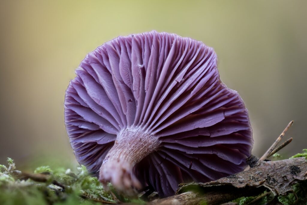 30+ Mushrooms to Forage in Summer (Beginner to Advanced) — Practical ...