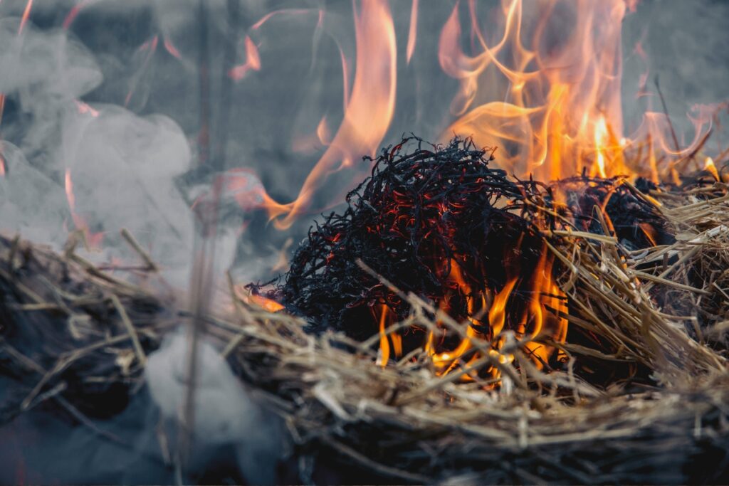 17+ Best Natural Firestarters for Camping (Natural Tinder) — Practical ...