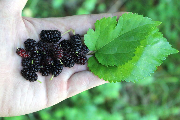 Wild Dewberries: Identification, Uses, and Benefits — Practical Self ...