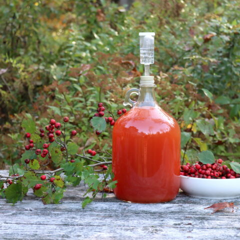 Hawthorn Wine (& Mead) — Practical Self Reliance