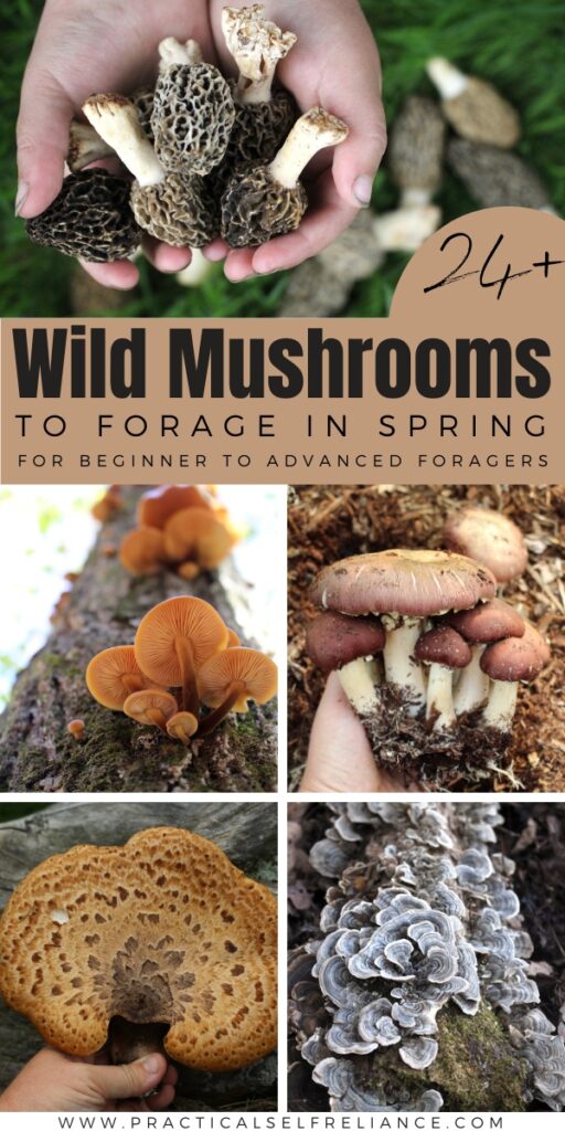 24+ Mushrooms to Forage in Spring (Beginner to Advanced) — Practical ...