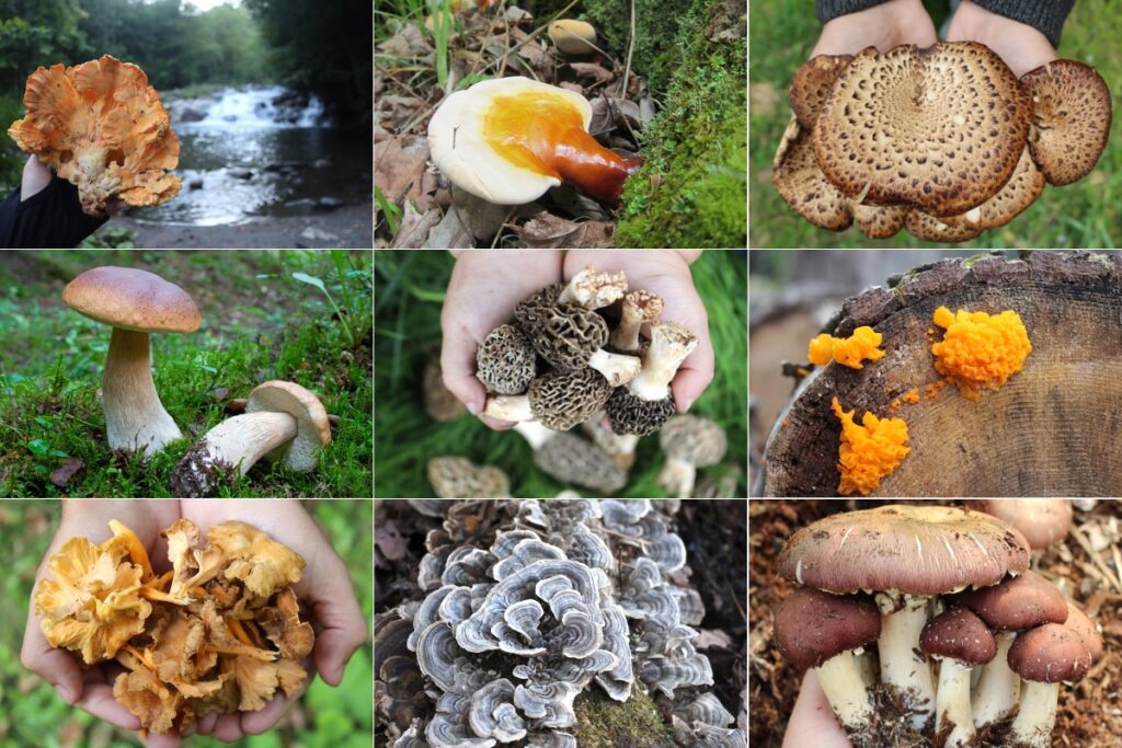 24+ Mushrooms to Forage in Spring (Beginner to Advanced) — Practical ...