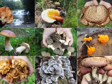 Foraging Mushrooms Archives — Practical Self Reliance