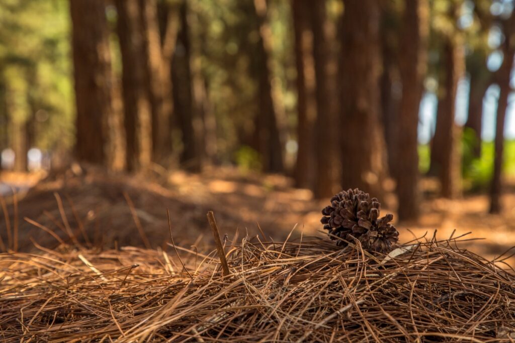 17+ Best Natural Firestarters for Camping (Natural Tinder) — Practical ...